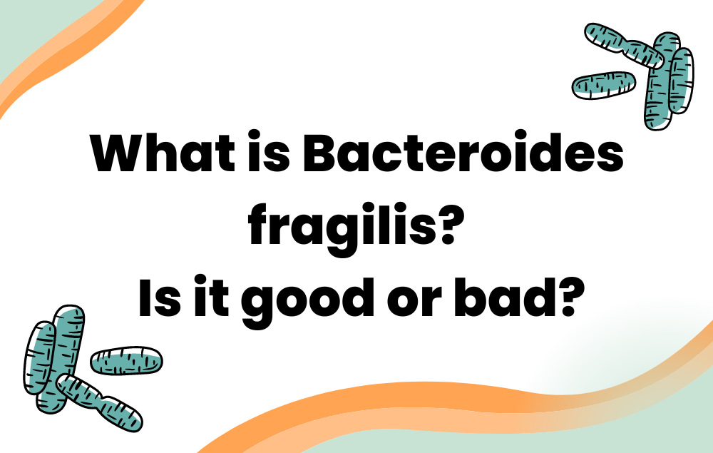 What is Bacteroides fragilis & Is it good or bad? - Layer Origin Nutrition