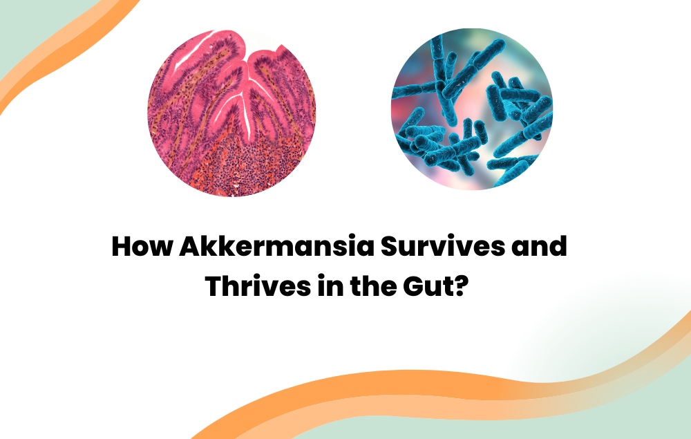 How to Boost Akkermansia in Your Gut? – A Comprehensive Guide - Layer ...