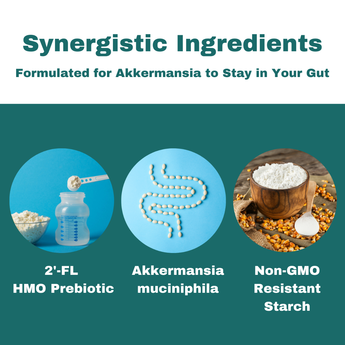 Akkermansia muciniphila Daily Probiotic with PureHMO Prebiotic for Wei ...